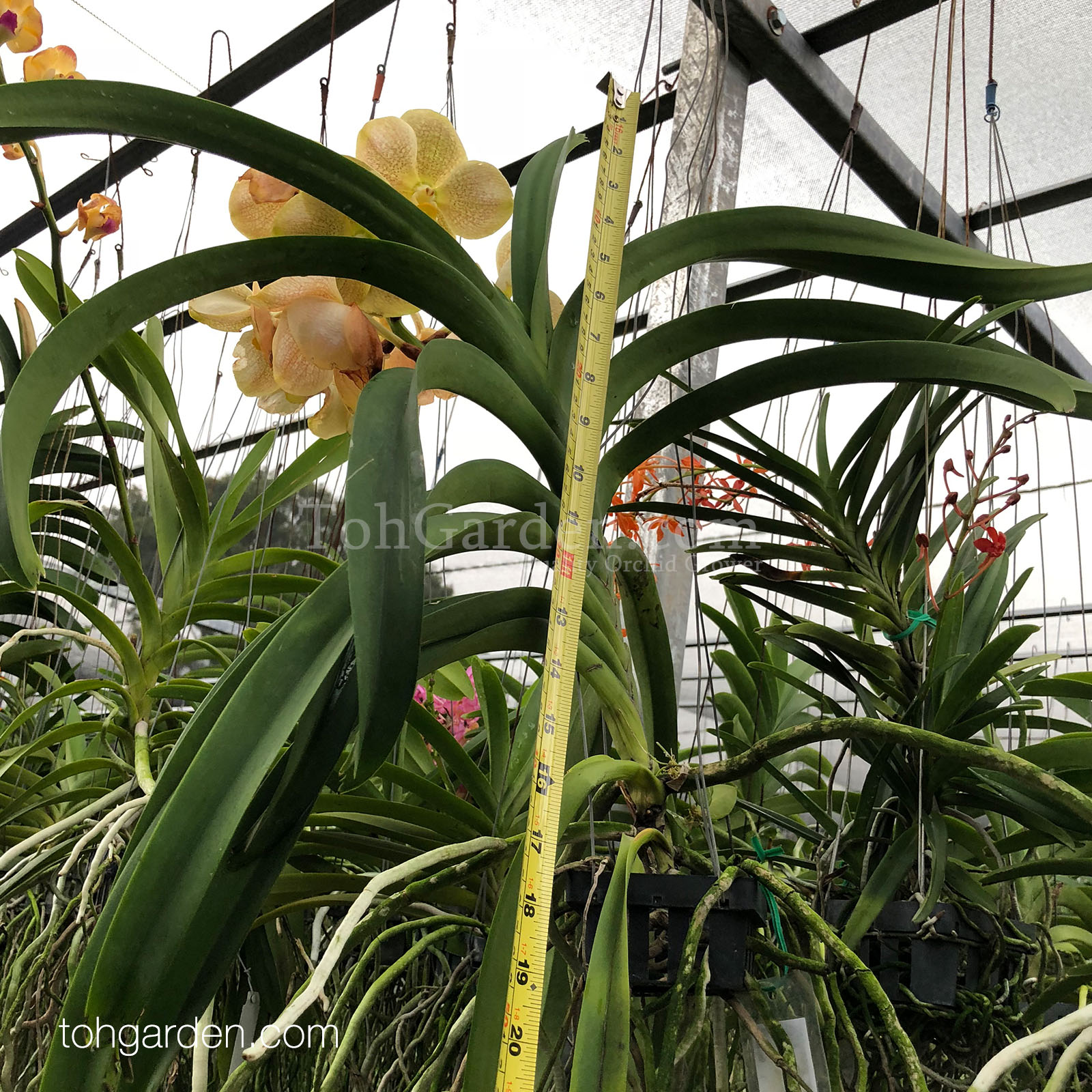 Hanging Vanda sanderiana hybrids - Toh Garden : Singapore Orchid Plant ...