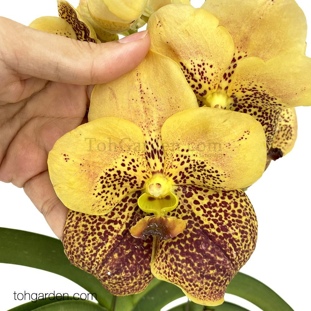 Hanging Vanda (Seasonal) - Toh Garden : Singapore Orchid Plant & Flower ...
