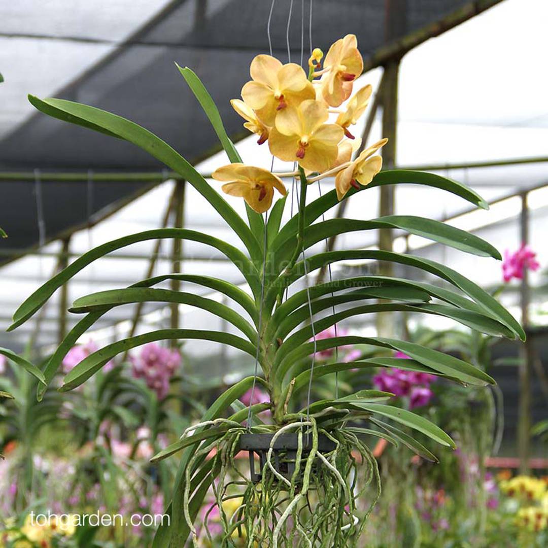Hanging Vanda Yellow Butterfly - Toh Garden : Singapore Orchid Plant ...