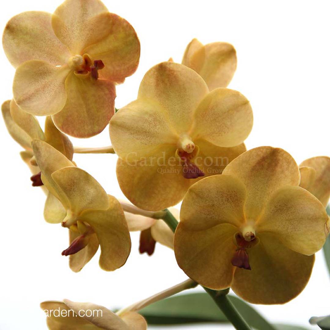Hanging Vanda Yellow Butterfly - Toh Garden : Singapore Orchid Plant ...