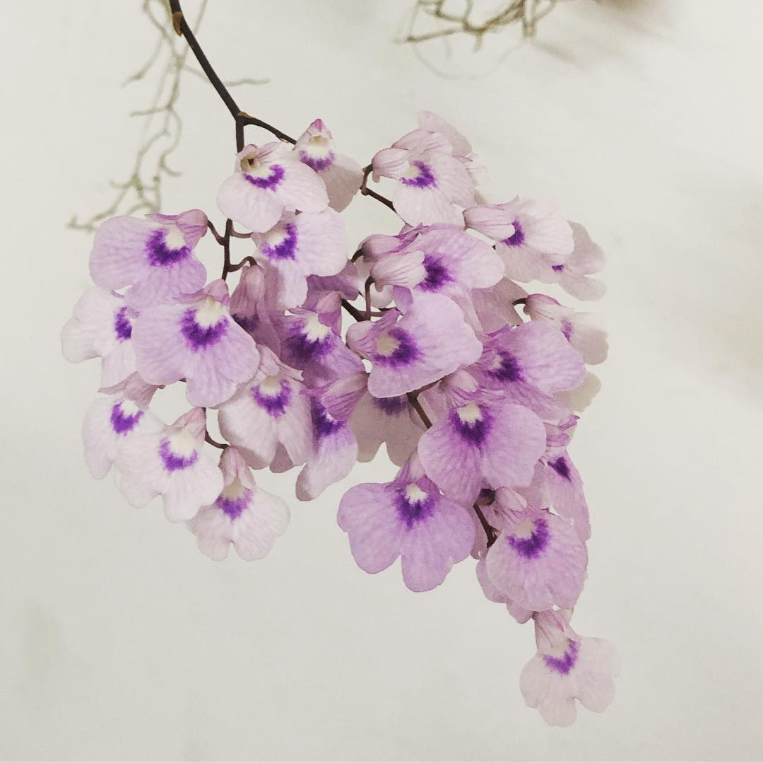 Ionopsis utricularioides Pinkish - Toh Garden : Singapore Orchid Plant ...