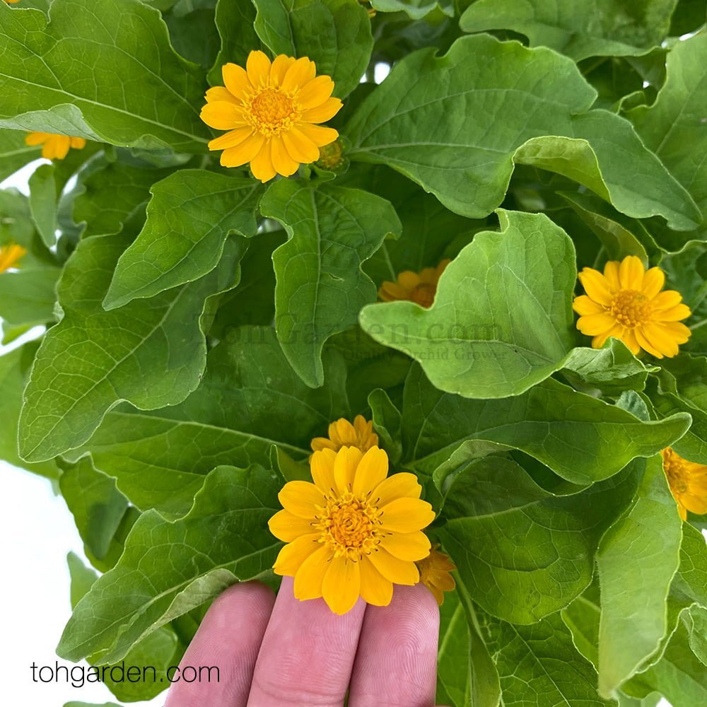 Melampodium - Toh Garden : Singapore Orchid Plant & Flower Grower