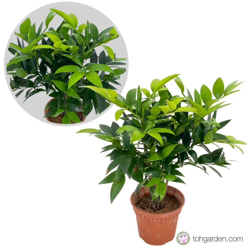 Nageia nagi - Toh Garden : Singapore Orchid Plant & Flower Grower