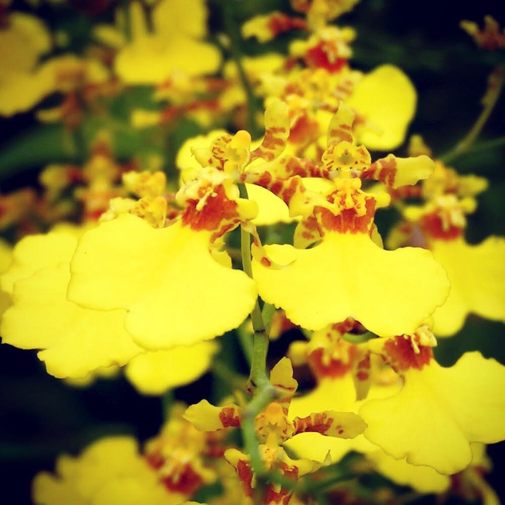 Oncidium Golden Shower (20 stalks) - Toh Garden : Singapore Orchid Plant & Flower Grower