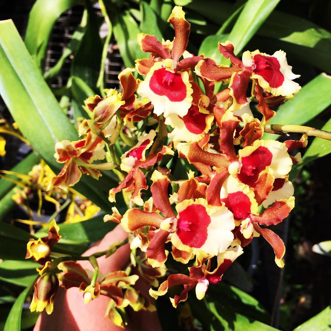 Oncidium Honey - Toh Garden : Singapore Orchid Plant & Flower Grower