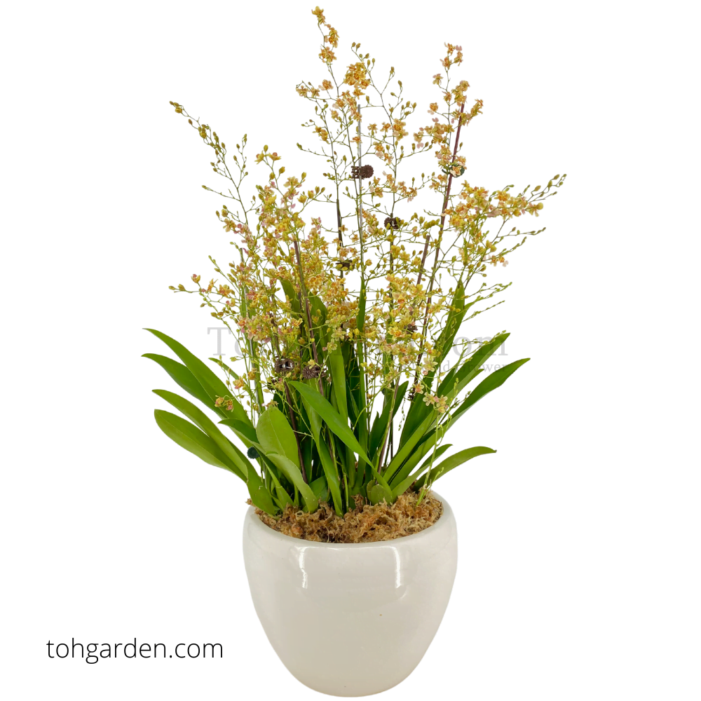 Oncidium Twinkle (3 in 1) - Toh Garden : Singapore Orchid Plant ...