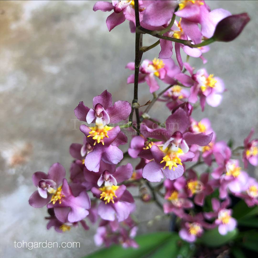 Oncidium Twinkle (Pink Red) 喜洋洋 - Toh Garden : Singapore Orchid Plant ...