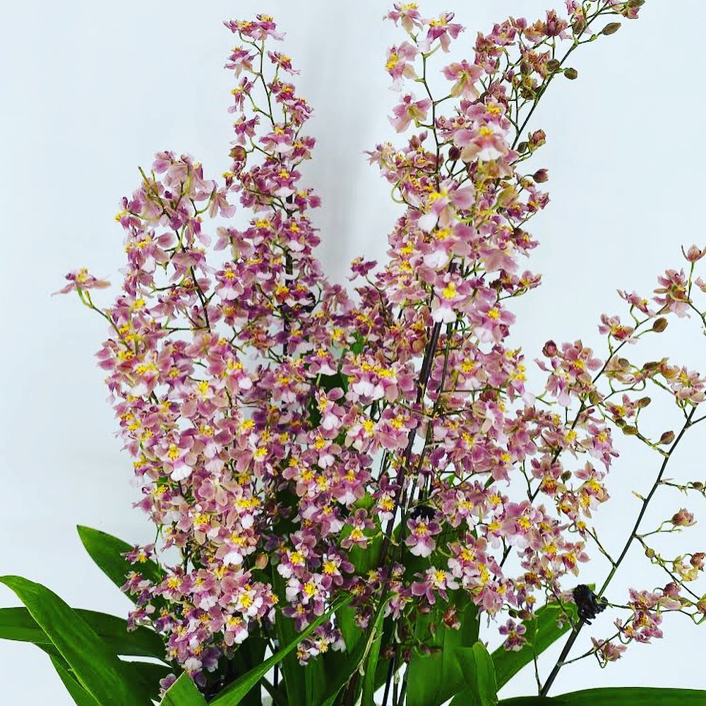 Oncidium Twinkle - Toh Garden : Singapore Orchid Plant & Flower Grower