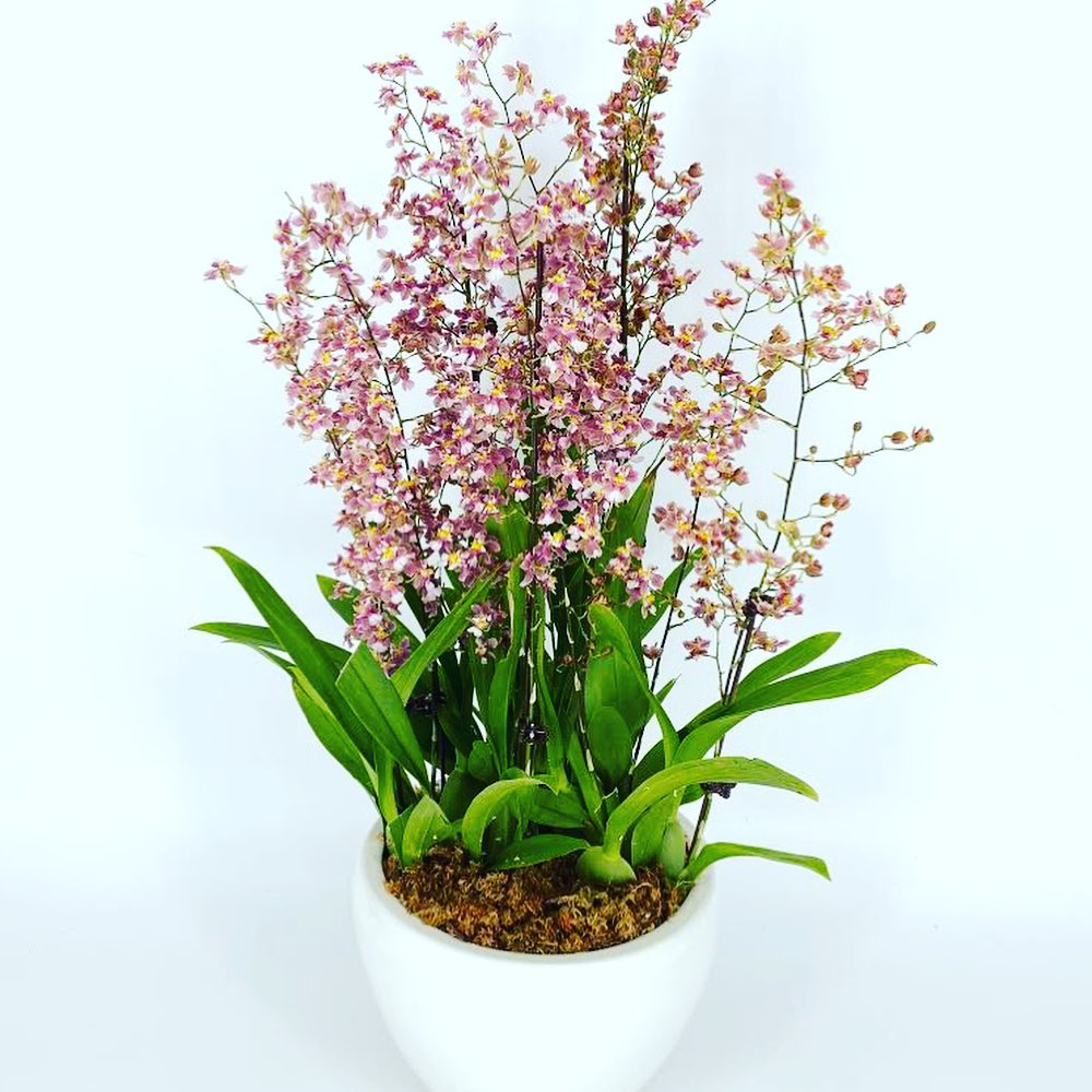 Oncidium Twinkle - Toh Garden : Singapore Orchid Plant & Flower Grower