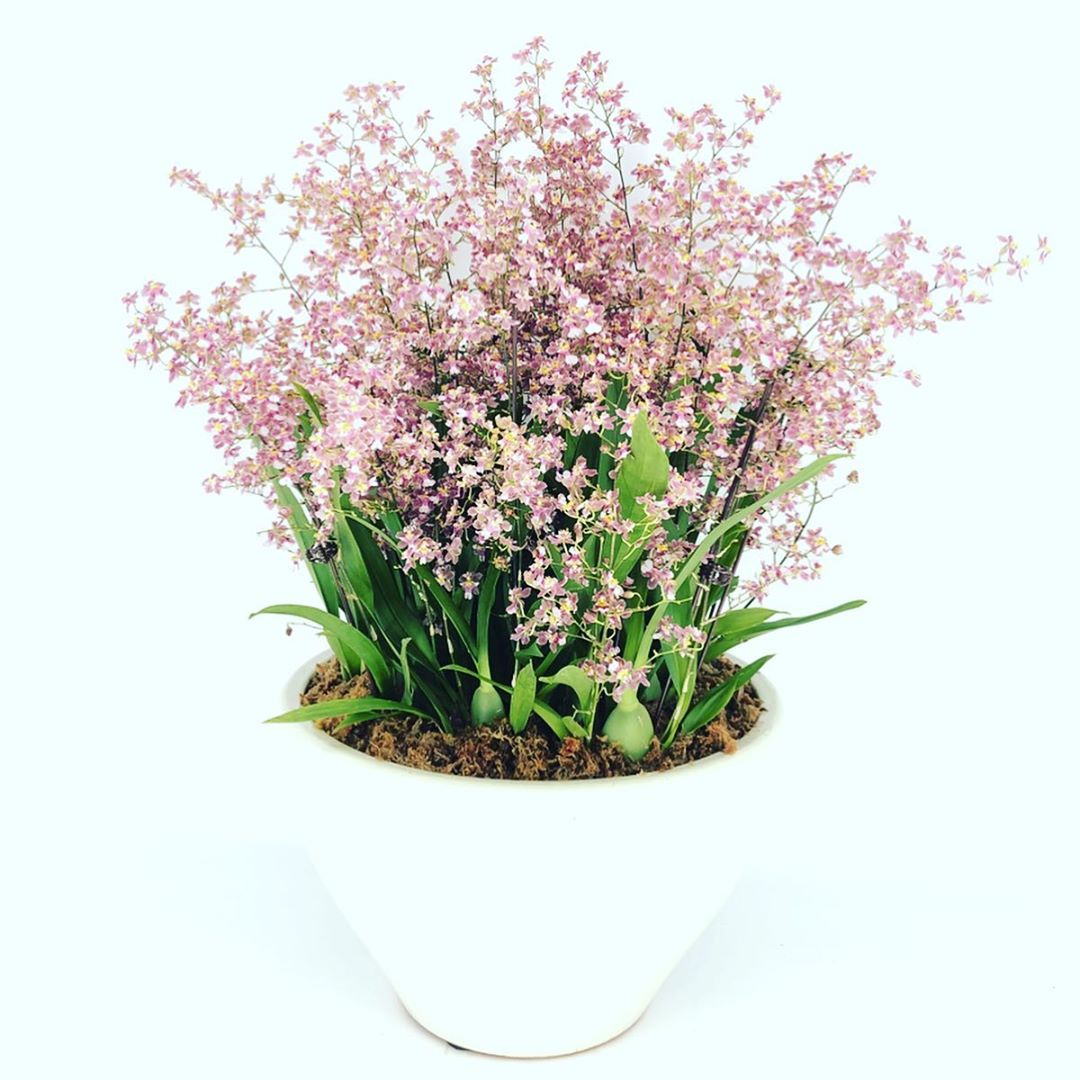 Oncidium Twinkle - Toh Garden : Singapore Orchid Plant & Flower Grower