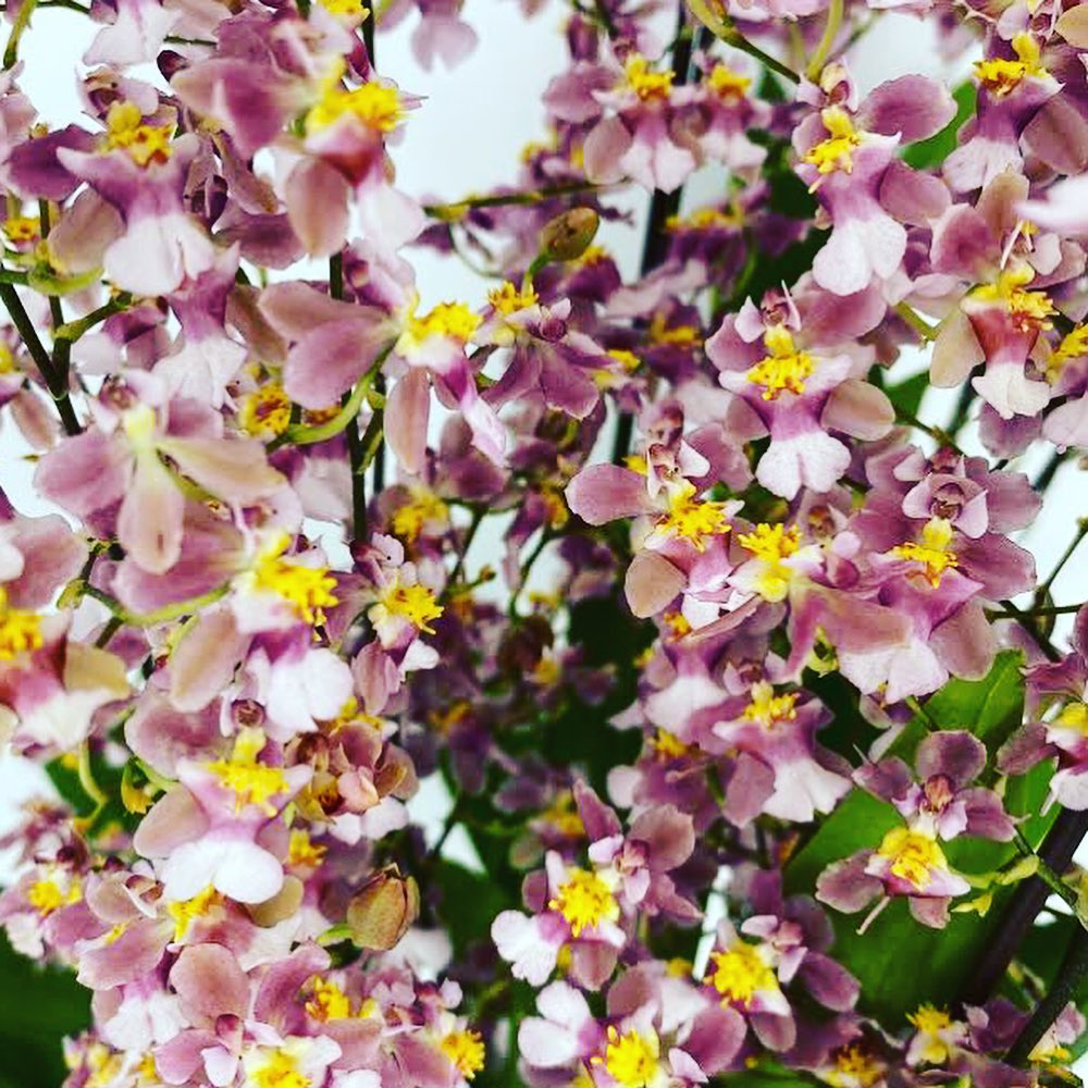 Oncidium Twinkle - Toh Garden : Singapore Orchid Plant & Flower Grower