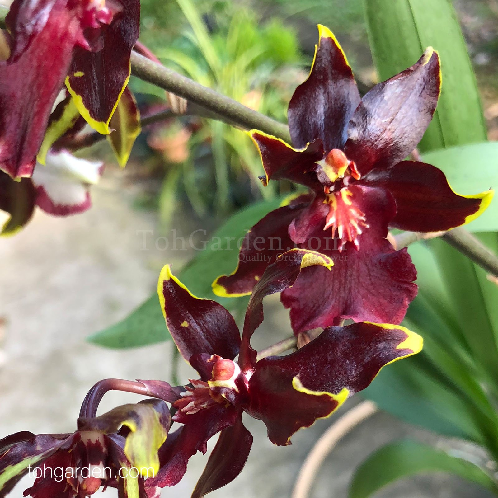 Oncostele Wildcat - Toh Garden : Singapore Orchid Plant & Flower Grower