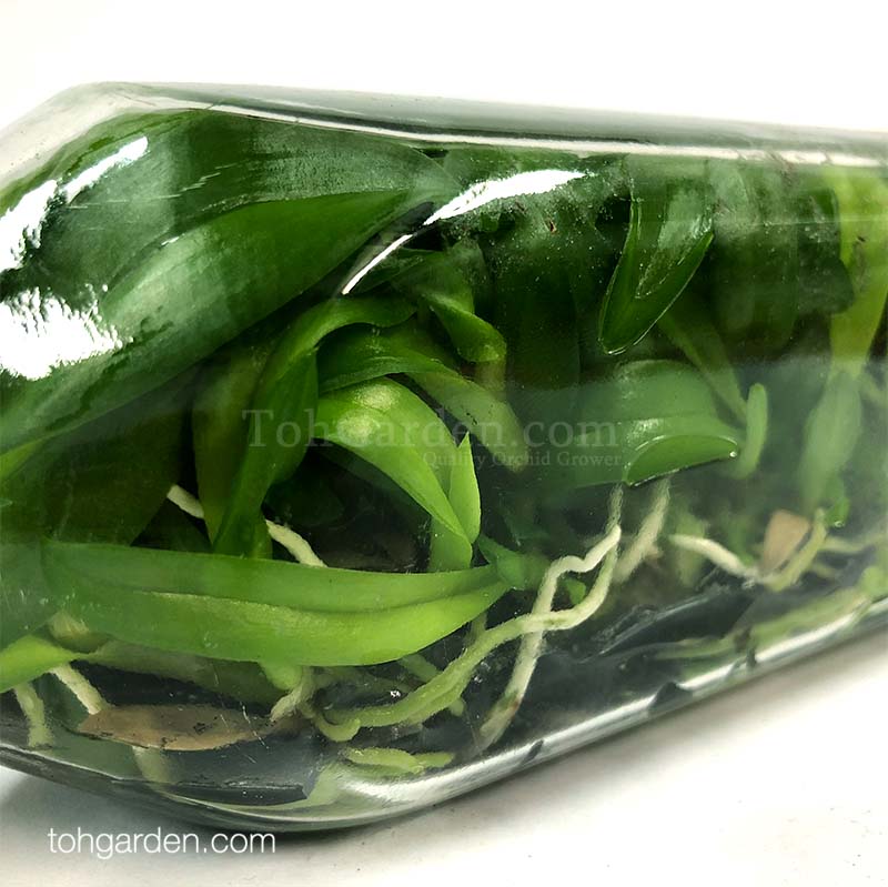 Orchid Flask - Toh Garden : Singapore Orchid Plant & Flower Grower