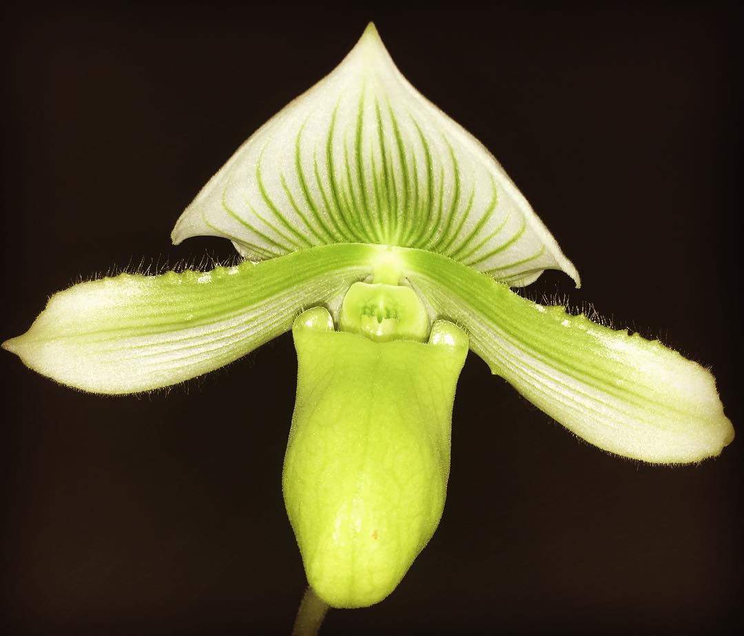 Paphiopedilum maudiae "Green" - Toh Garden : Singapore Orchid Plant ...