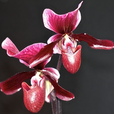 Paphiopedilum maudiae "Red" - Toh Garden : Singapore Orchid Plant ...