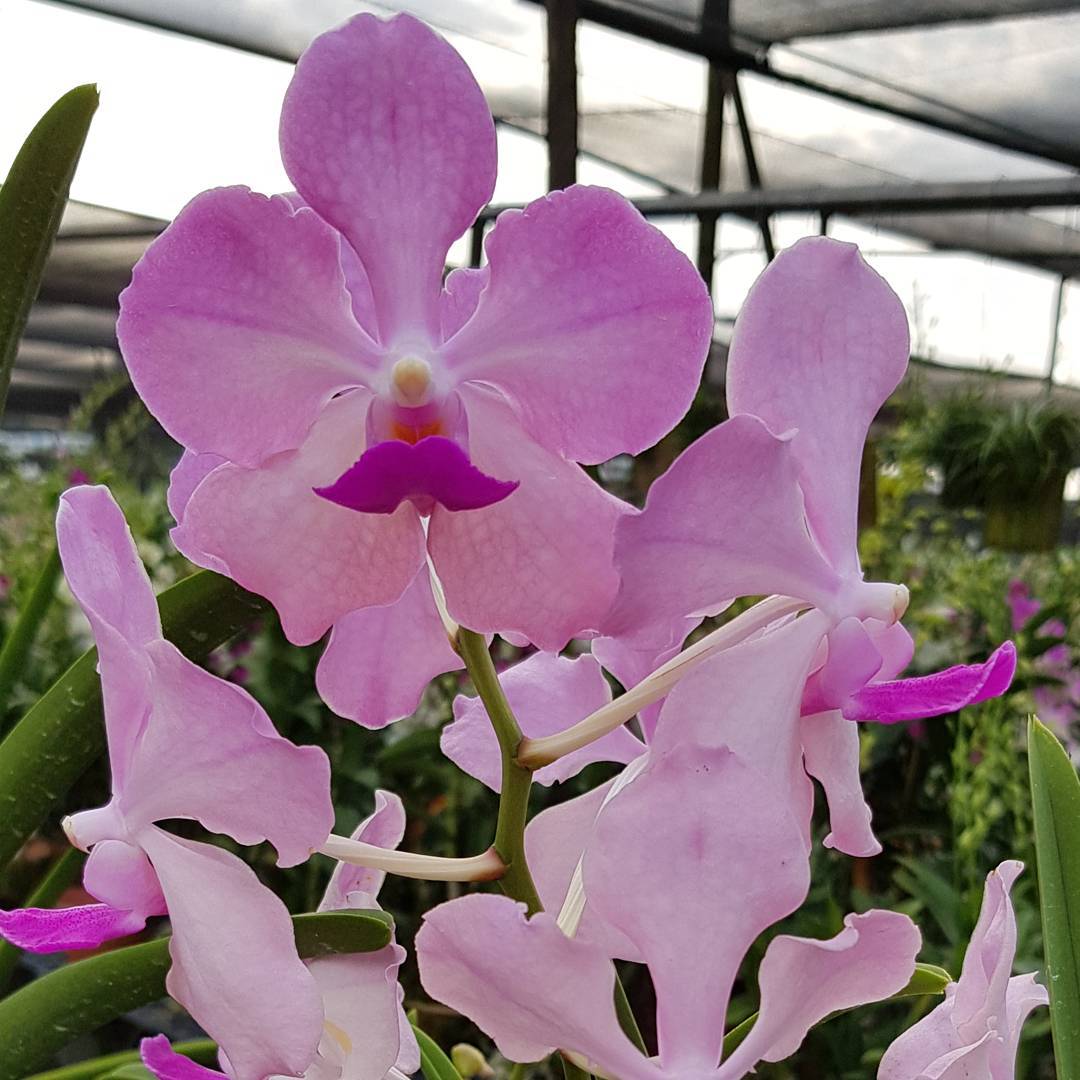 Papilionanda Aileen Chew - Toh Garden : Singapore Orchid Plant & Flower ...