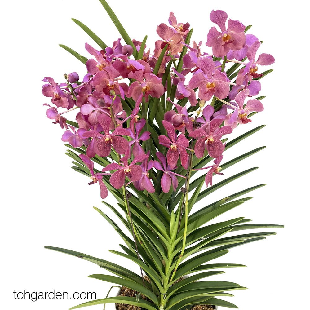 Papilionanda Chua Chu Kang & Aranda Bandarayaku Arrangement 5 in 1 ...