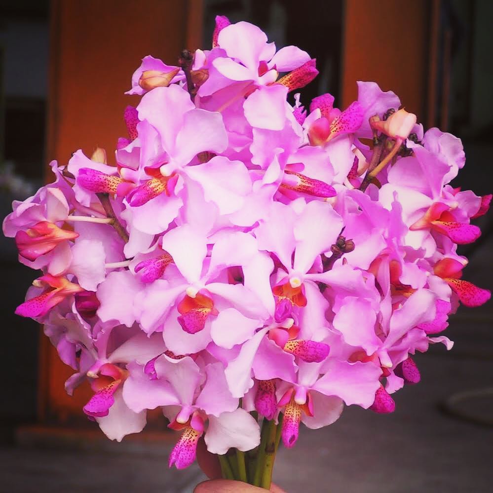 Papilionanda John Clubb (1948) - Toh Garden : Singapore Orchid Plant ...