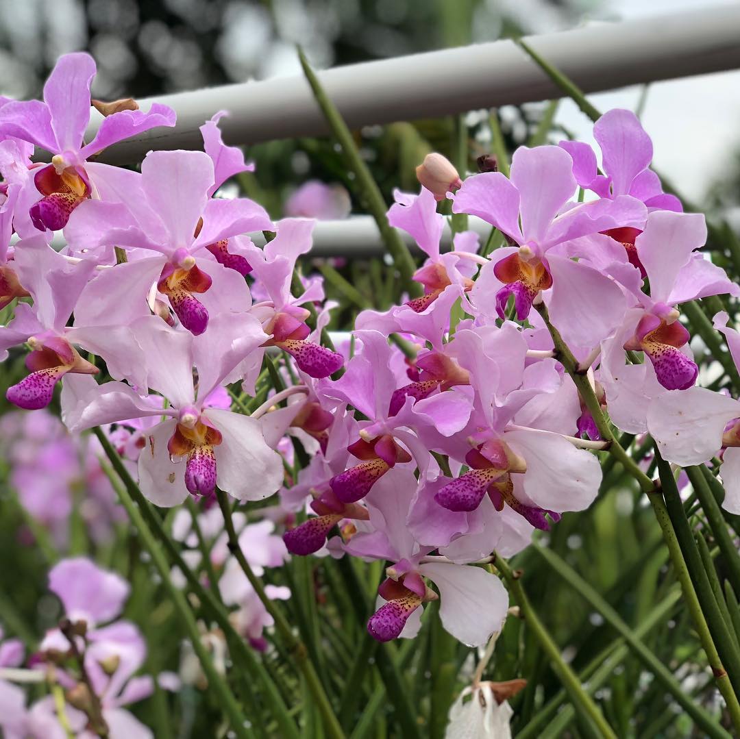 Papilionanda John Clubb (1948) - Toh Garden : Singapore Orchid Plant ...