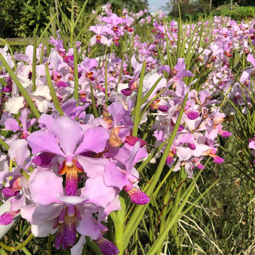 Papilionanda John Clubb (1948) - Toh Garden : Singapore Orchid Plant ...