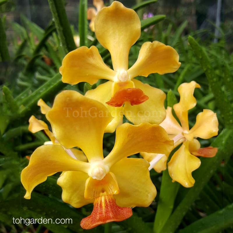 Papilionanda JVB Hybrids - Toh Garden : Singapore Orchid Plant & Flower ...