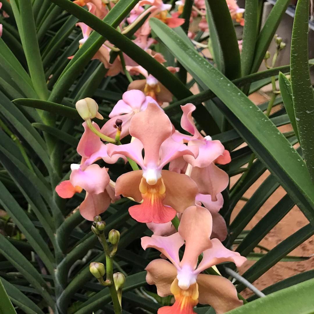 Papilionanda Tan Chay Yan (Vanda dearei x Papilionanda Josephine van ...
