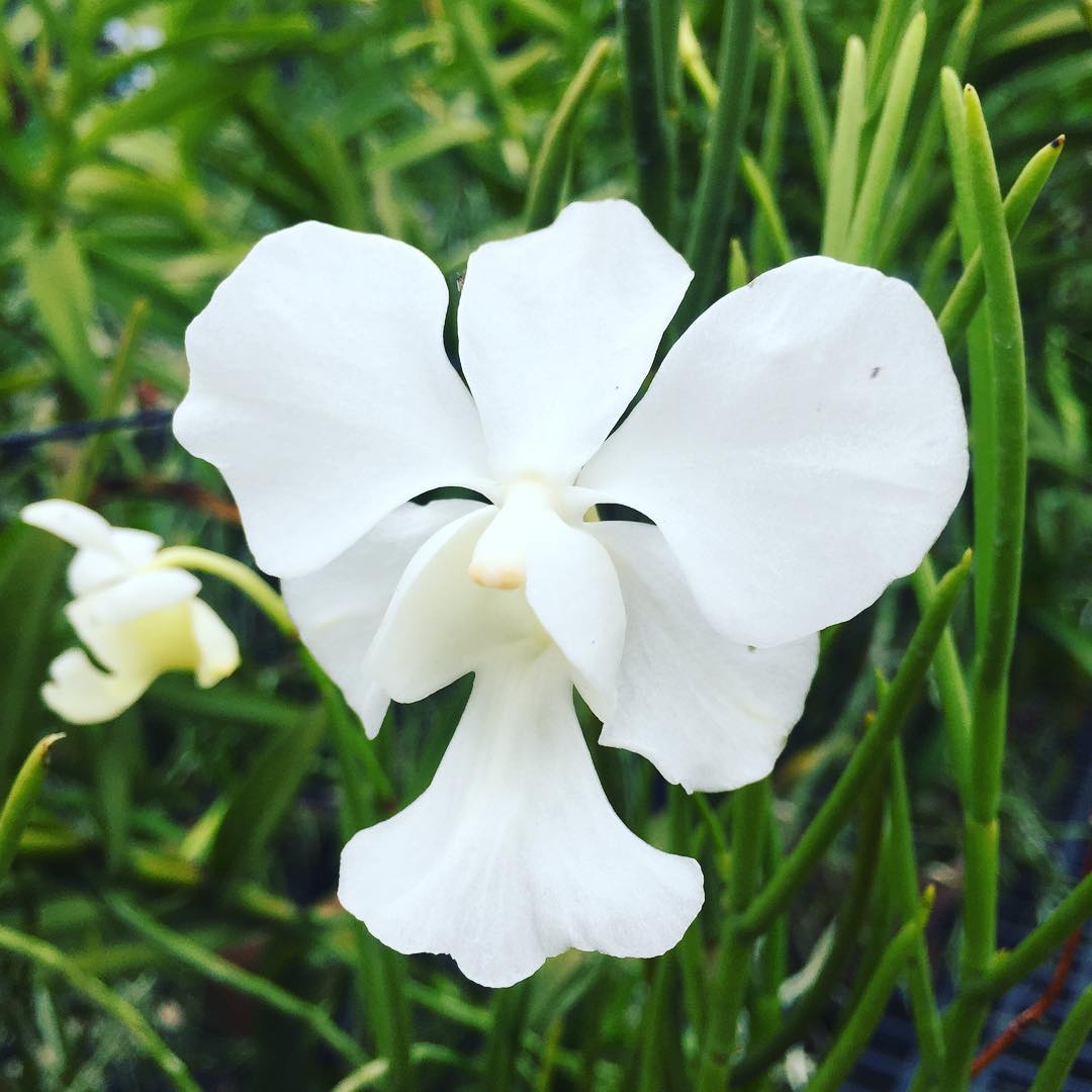Papilionanthe Miss Joaquim John Laycock - Toh Garden : Singapore Orchid ...