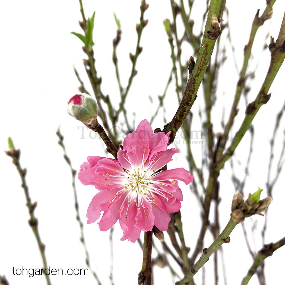 Peach Blossoms (桃花) in Ceramic Pot - Toh Garden : Singapore Orchid ...