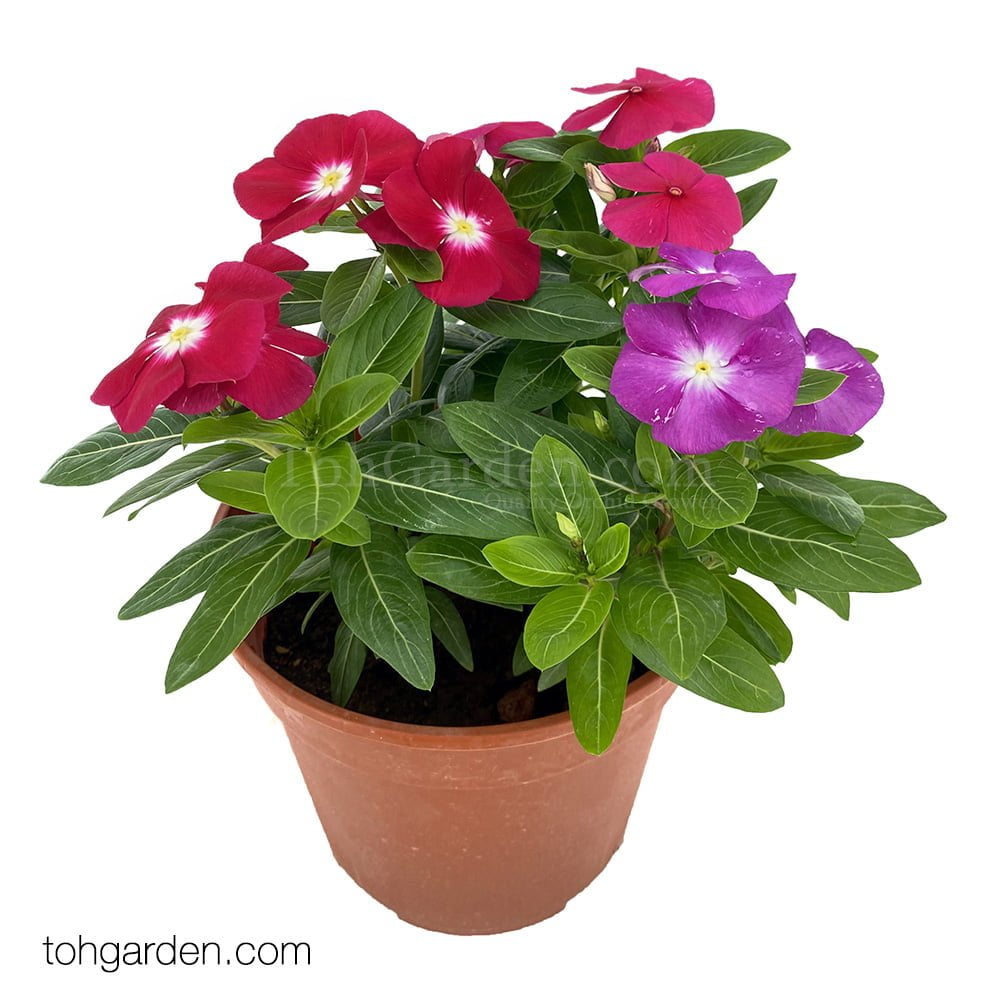 Periwinkle - Toh Garden : Singapore Orchid Plant & Flower Grower