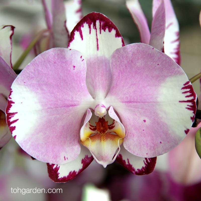Phalaenopsis Ever Spring Prince Palm - Toh Garden : Singapore Orchid ...