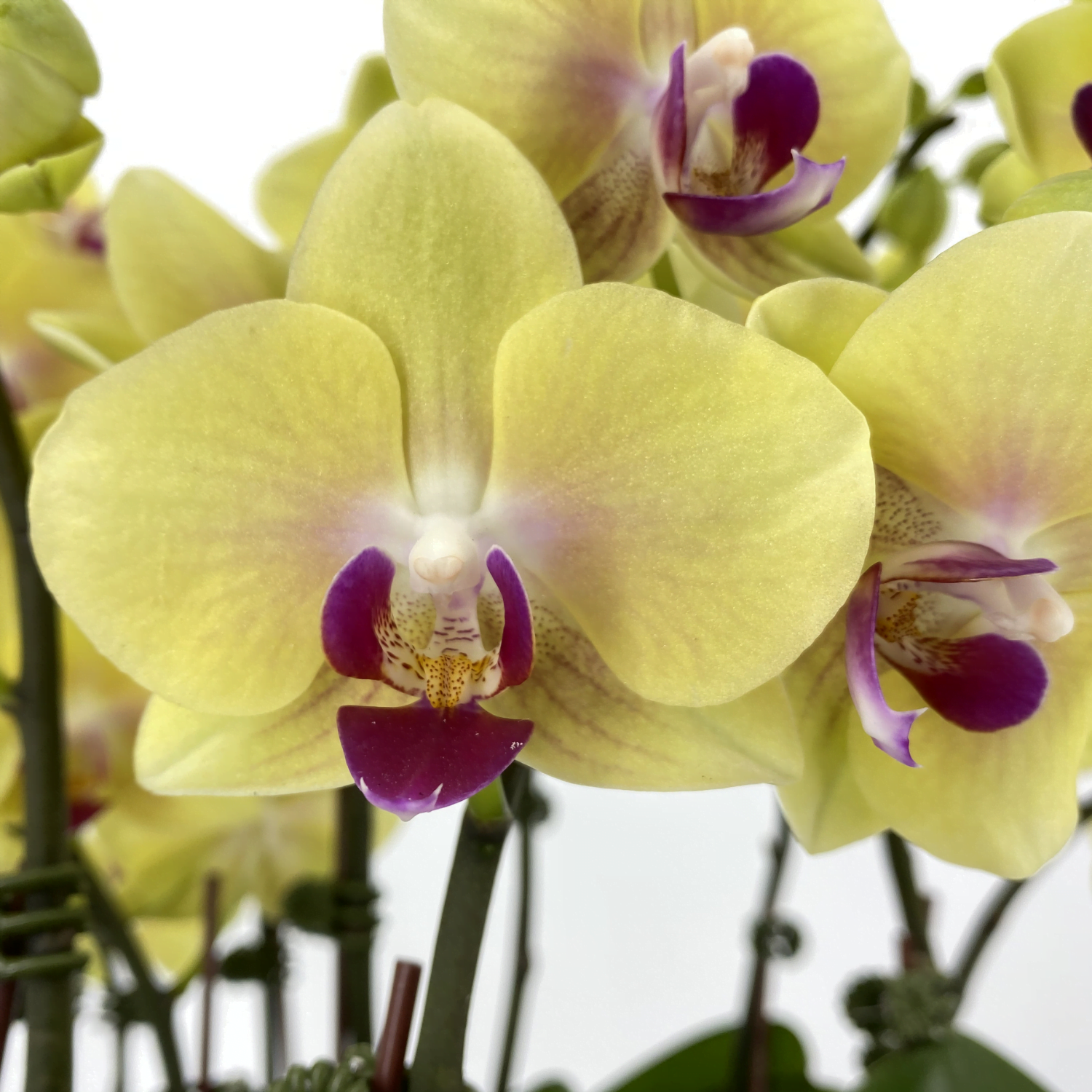 Phalaenopsis Yellow with Dendrobium Enobi in Bowl Planter - Toh Garden ...