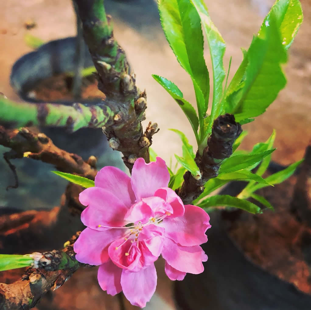 Plum Blossoms (Prunus meme) - Toh Garden : Singapore Orchid Plant ...