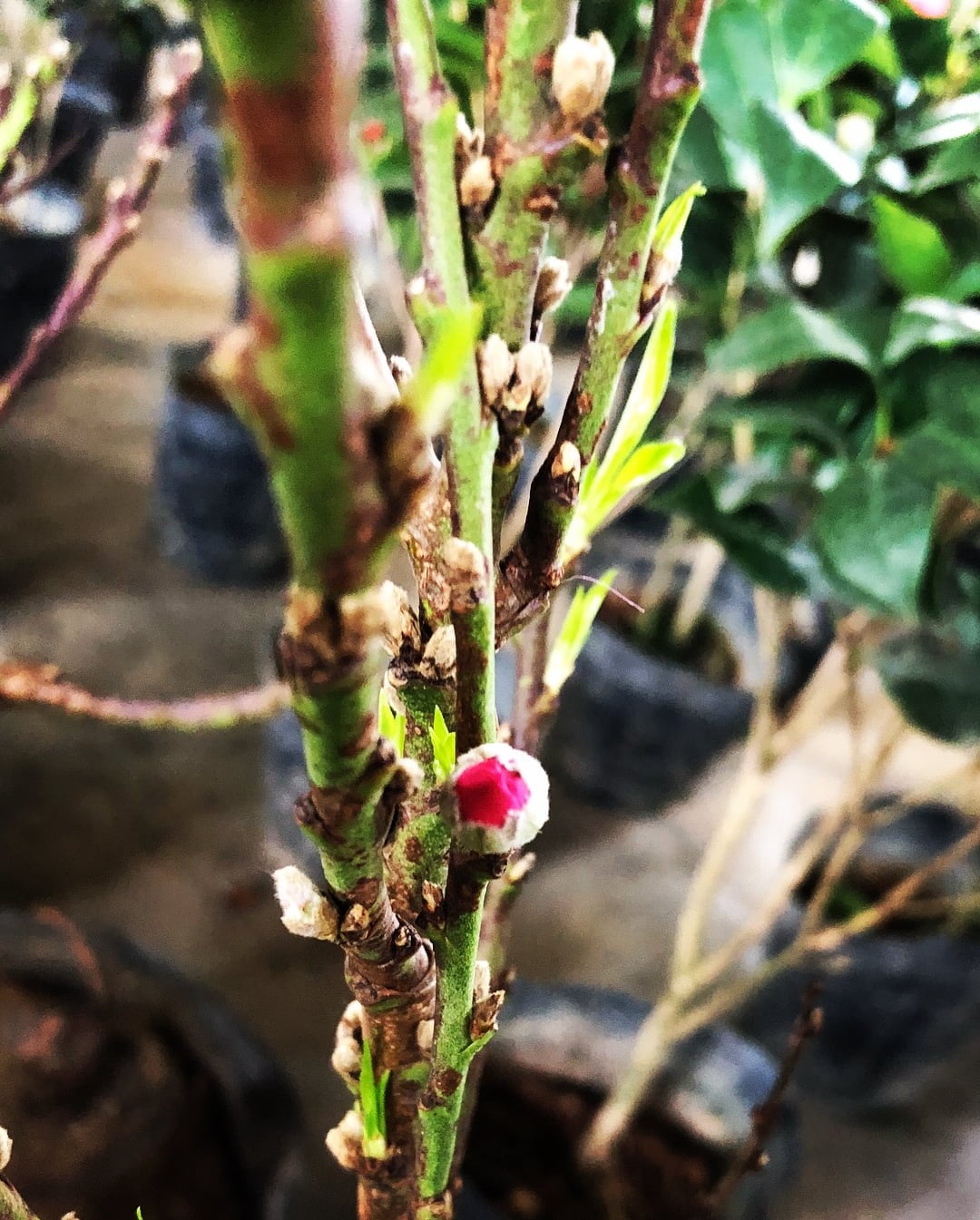 Prunus mume (Plum blossom) - Toh Garden : Singapore Orchid Plant ...