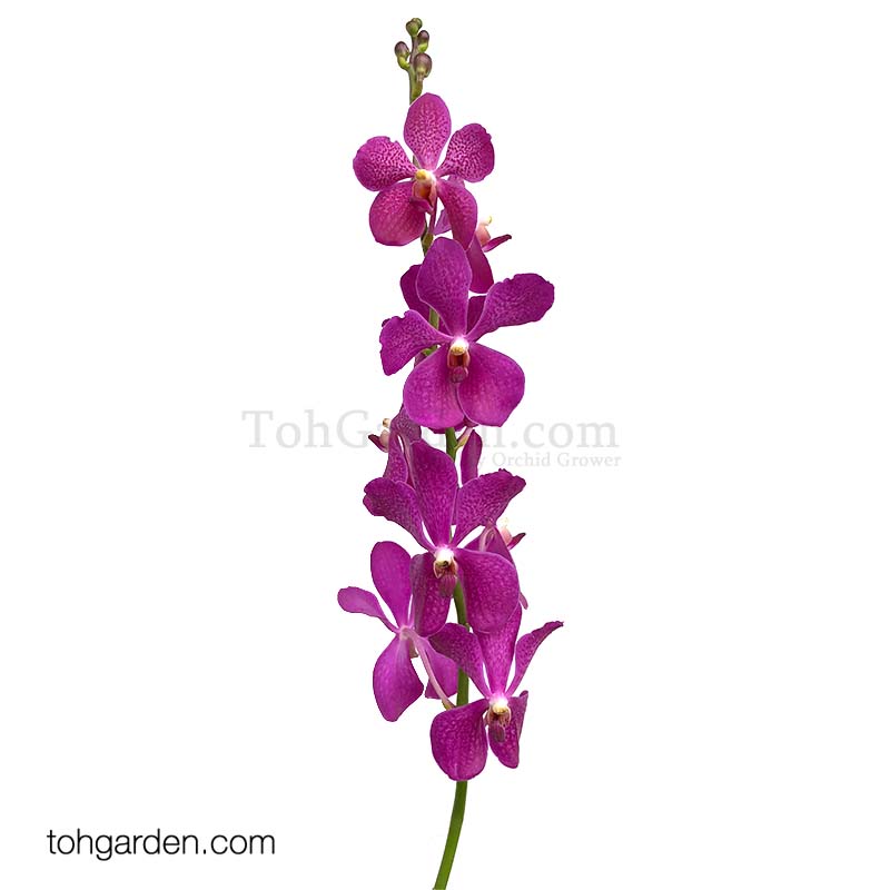 Purple Aranda (20 stalks) - Toh Garden : Singapore Orchid Plant ...