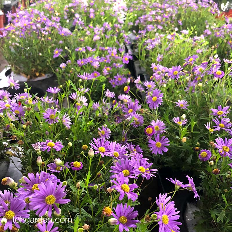 Purple Asters - Toh Garden : Singapore Orchid Plant & Flower Grower