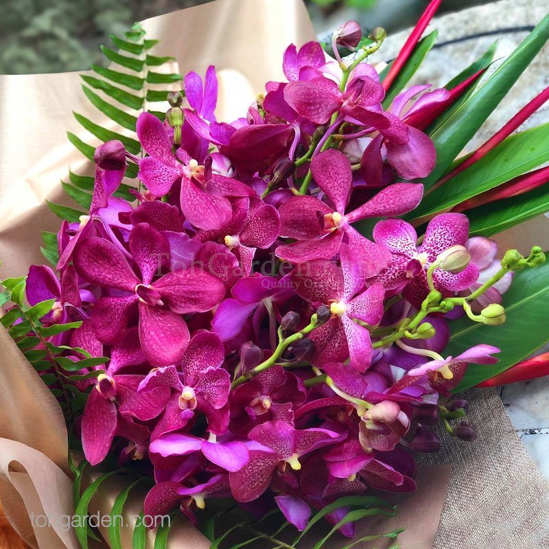 Red Velvet Blooms - Toh Garden : Singapore Orchid Plant & Flower Grower