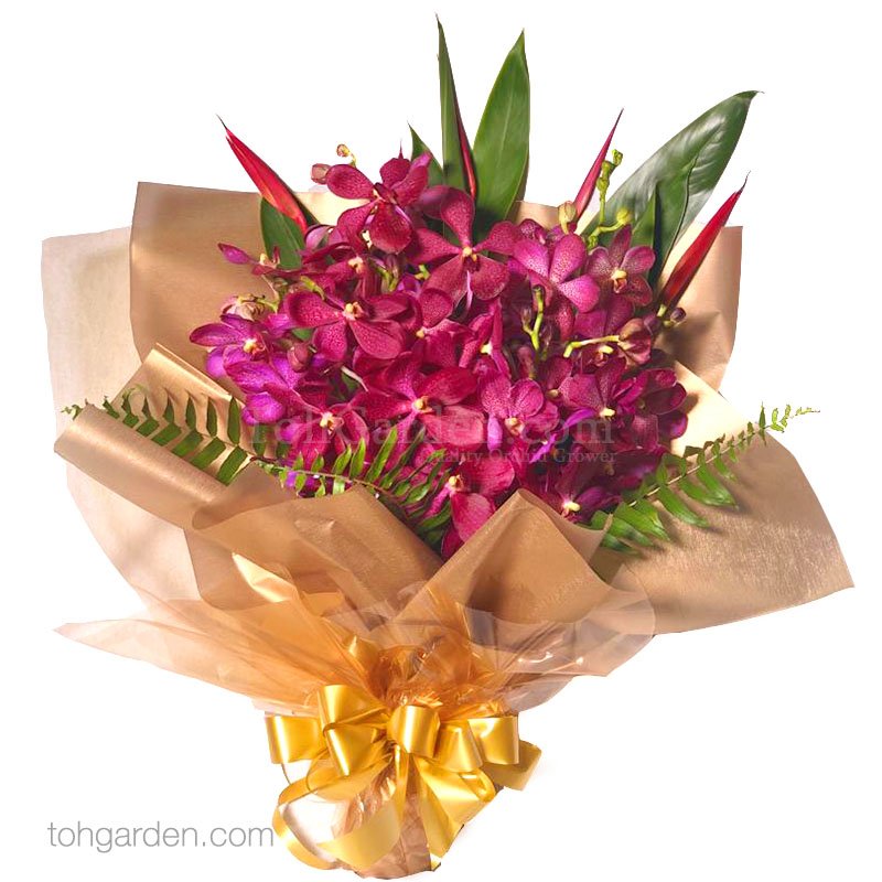 Red Velvet Blooms - Toh Garden : Singapore Orchid Plant & Flower Grower