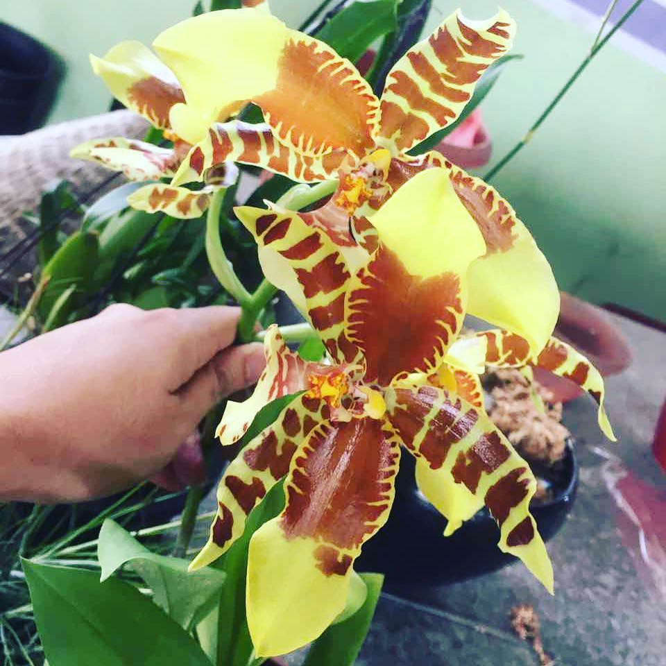Rossioglossum Rawdon Jester Great Bee - Toh Garden : Singapore Orchid ...