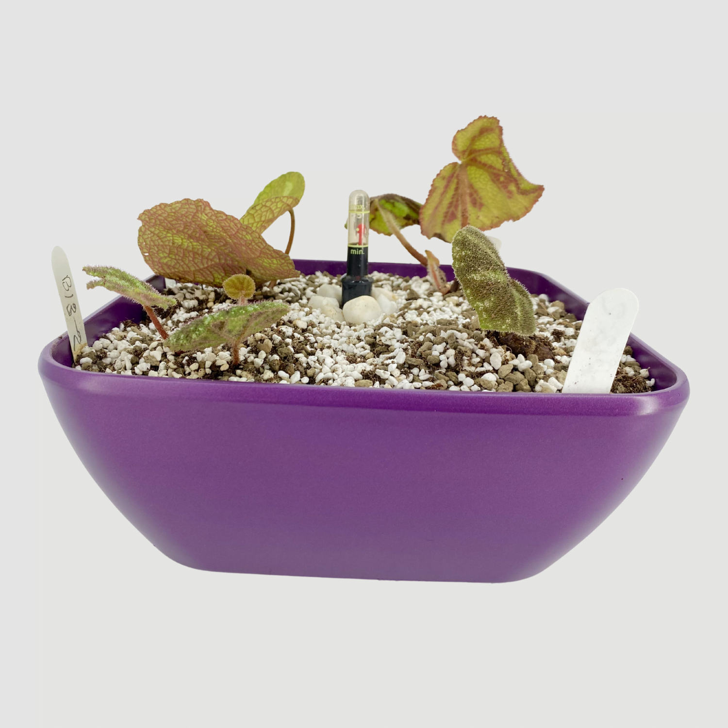 Self Watering Flat Square Pot - Toh Garden : Singapore Orchid Plant ...