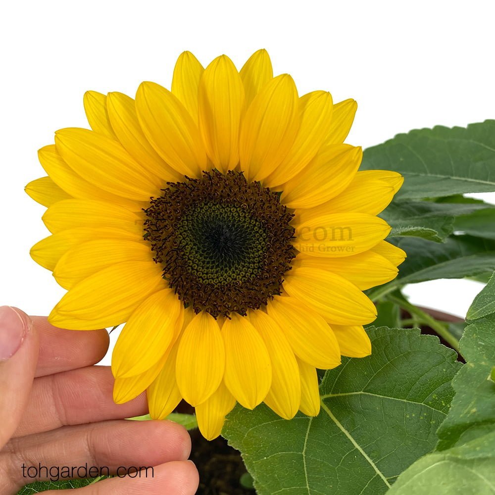 Sunflower (Helianthus) - Toh Garden : Singapore Orchid Plant & Flower ...