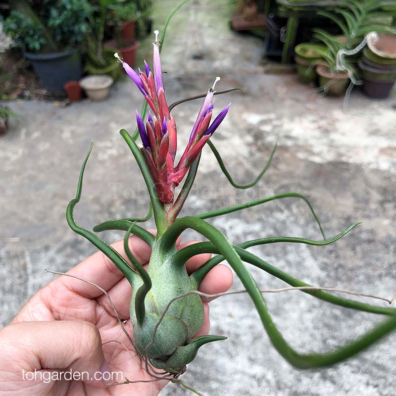 Tillandsia Bulbosa 'Medusa' - Toh Garden : Singapore Orchid Plant ...