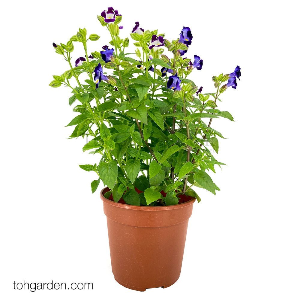 Torenia fournieri - Toh Garden : Singapore Orchid Plant & Flower Grower