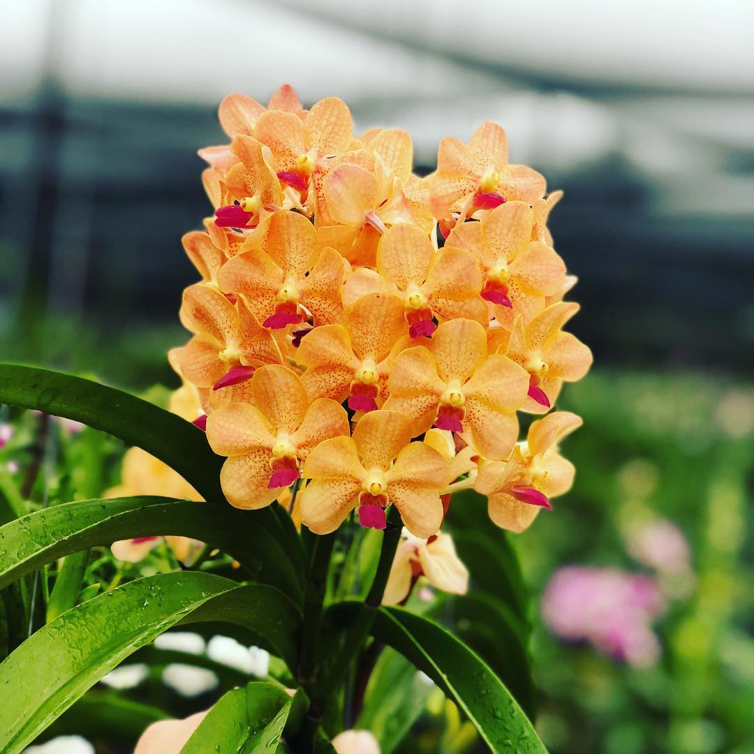 Vanchostylis Yaya "Orose" - Toh Garden : Singapore Orchid Plant ...