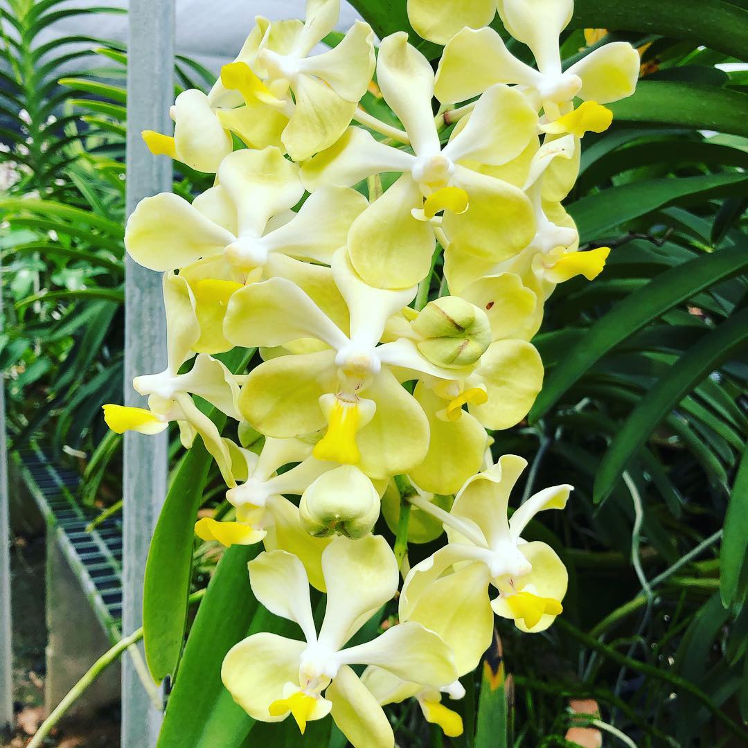Vanda dearei hybrid - Toh Garden : Singapore Orchid Plant & Flower Grower