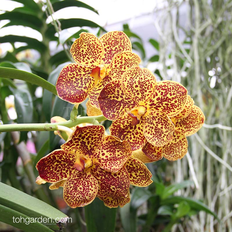 Vanda Kulwadee Fragrance 2 - Toh Garden : Singapore Orchid Plant ...