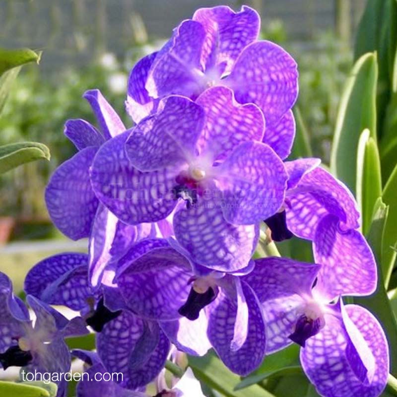 Vanda Manuvadee Blue (Seasonal) - Toh Garden : Singapore Orchid Plant ...