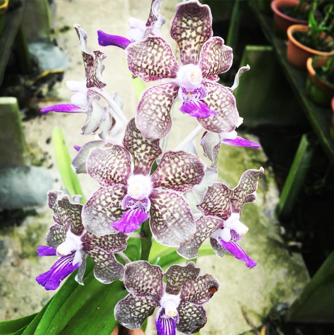 Vanda Mimi Palmer (1963) | Toh Garden : Singapore Orchid Plant & Flower ...