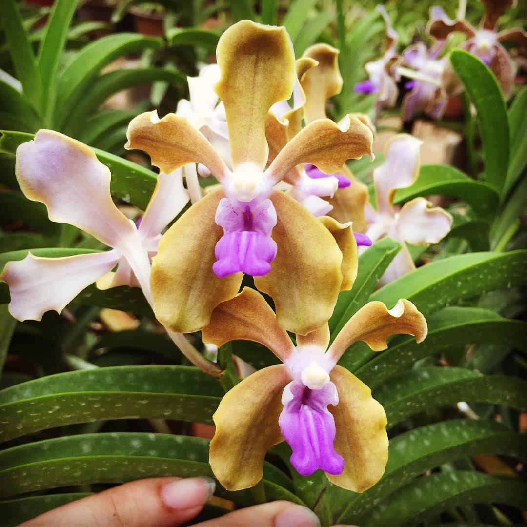 Vanda tessellata hybrid - Toh Garden : Singapore Orchid Plant & Flower ...