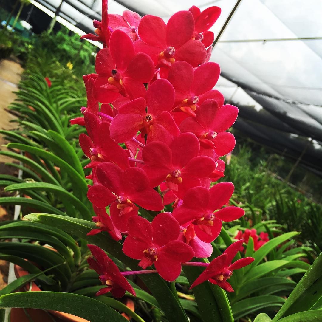Vandachostylis Roll on Red - Toh Garden : Singapore Orchid Plant ...