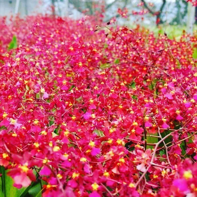 Wilsonara hybrids - Toh Garden : Singapore Orchid Plant & Flower Grower